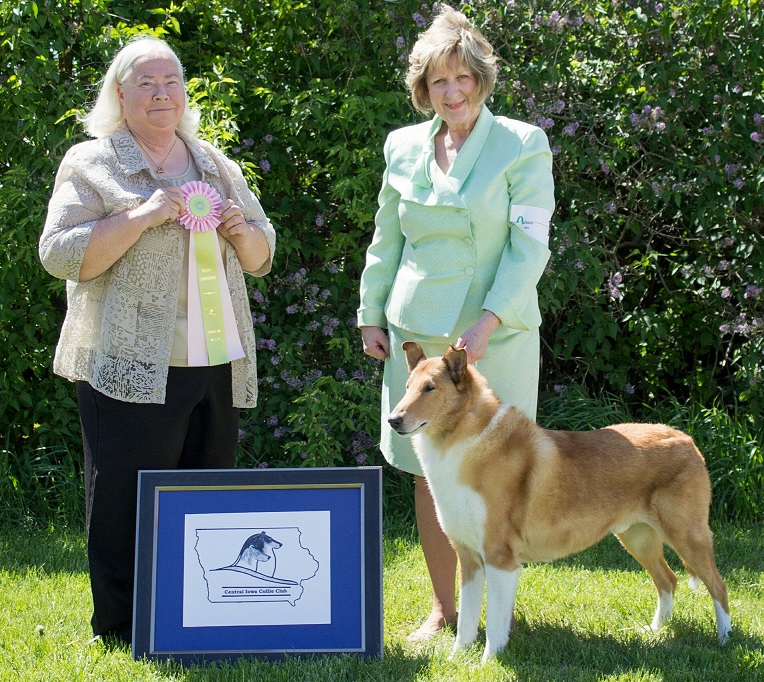 Kelmar Collies - GCH. Kelmar's Best Kept Secret CGC